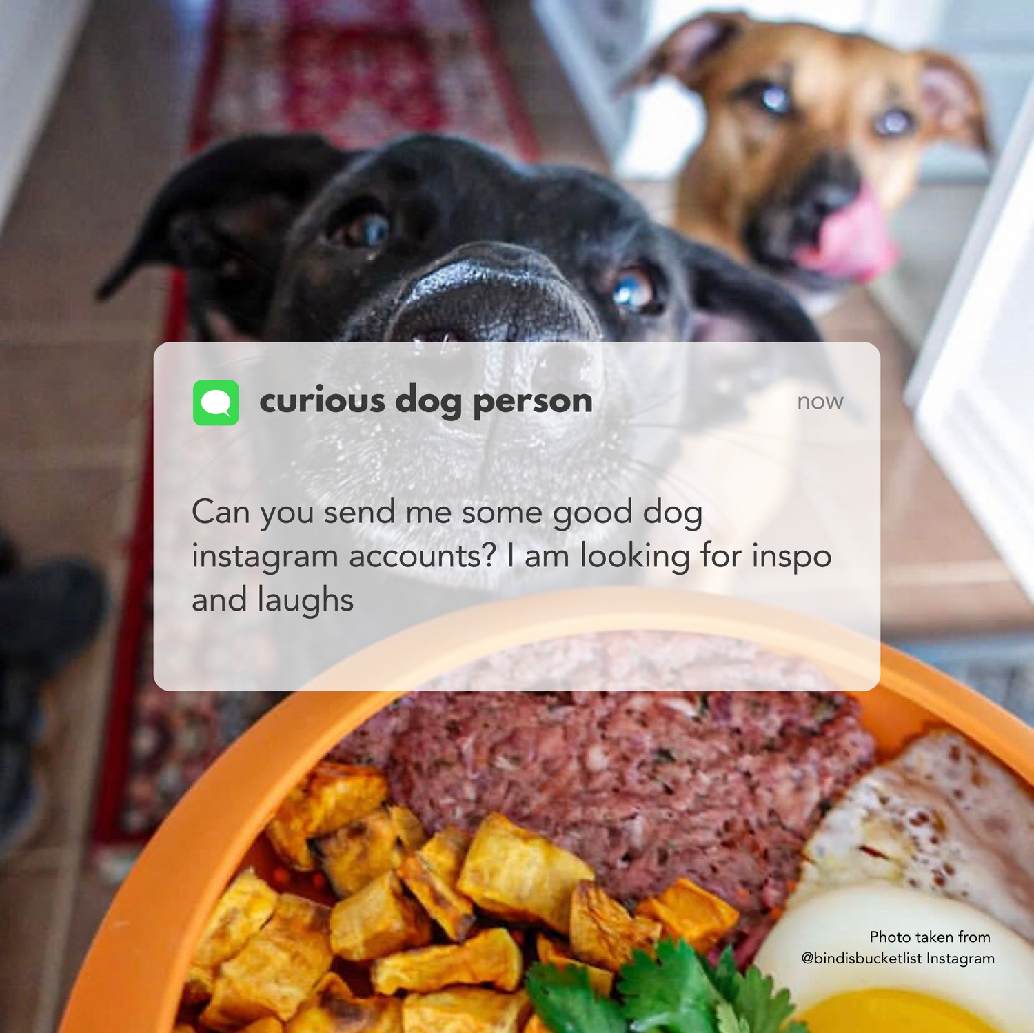 6 Instagram Dog Accounts that Enlightened my Canine Journey – dogged