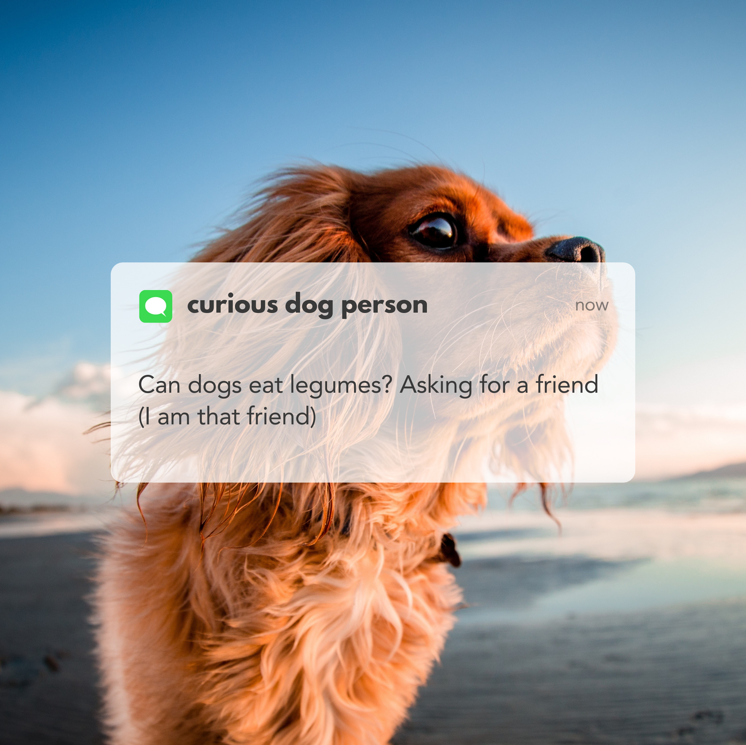 Should dogs eat legumes? Why do they get so much flack. – dogged